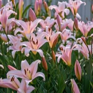 Do Lilies Bloom All Summer? Understanding Their Seasonal Growth Cycle ...