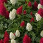 Fedco Seed Company: Unveiling the Best Varieties for Your Garden Oasis ...