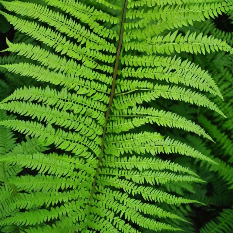 How Much Light Does a Fern Plant Need: Optimal Lighting Conditions for ...