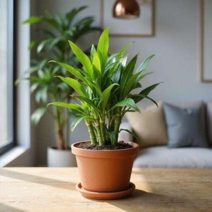 How Much Water Do I Give My Bamboo Plant: Expert Watering Tips ...