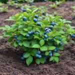 How Tall Blueberry Bushes Grow: Expert Tips for Maximum Height ...