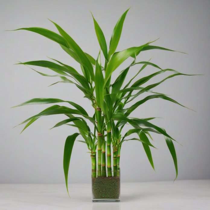 How Tall Can Bamboo Grow in a Day: Amazing Growth Rates Explained ...