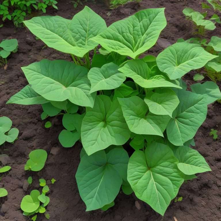 How Tall Do Sweet Potato Plants Grow: Expert Growing Tips - Evergreen Seeds