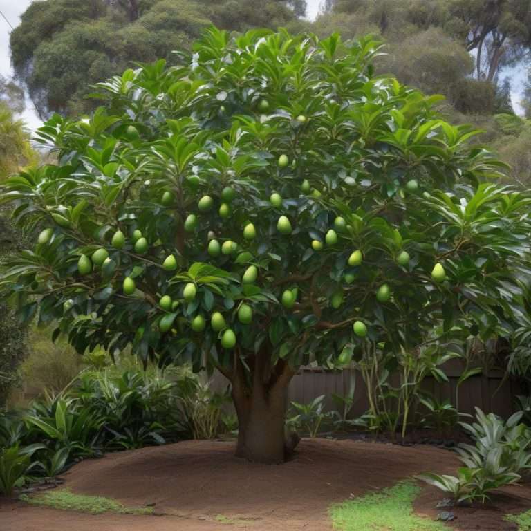 How Tall Does an Avocado Tree Grow: Expert Tips for Managing Height ...