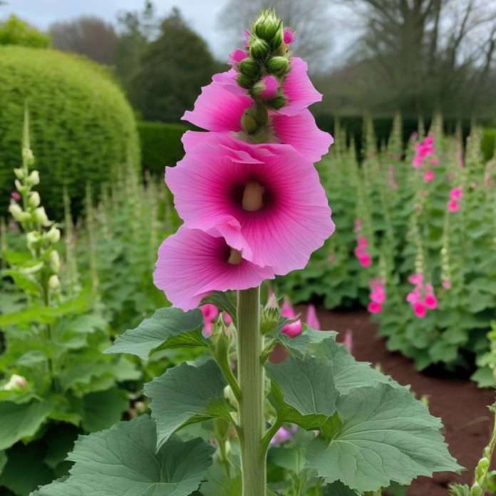 How Tall Does Hollyhock Grow: Ultimate Height Guide for Gardeners ...