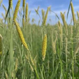 How Tall Does Japanese Millet Grow: Complete Height Guide - Evergreen Seeds