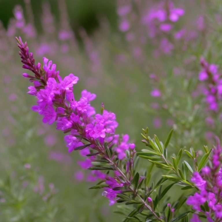 How Tall Does Mexican Heather Grow: Complete Height Guide - Evergreen Seeds