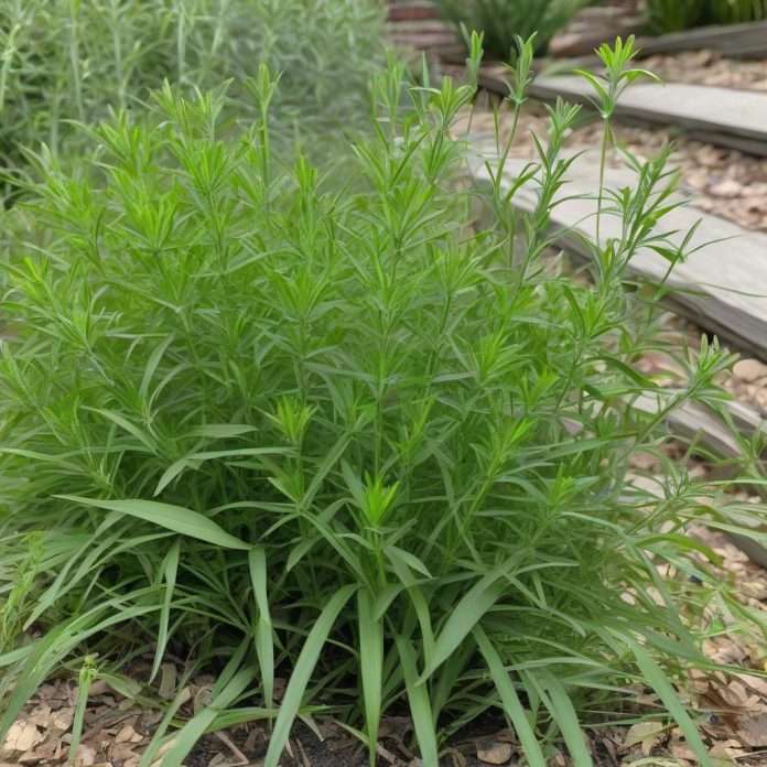 How Tall Does Tarragon Grow: Expert Growing Guide Tips - Evergreen Seeds