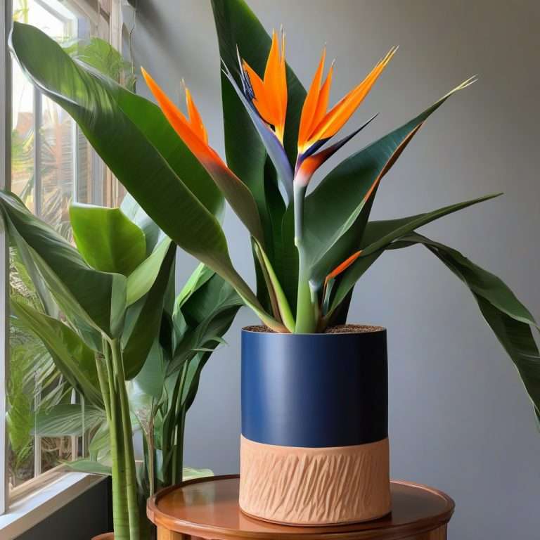 How Tall Bird of Paradise Grow: Maximum Height Guide - Evergreen Seeds
