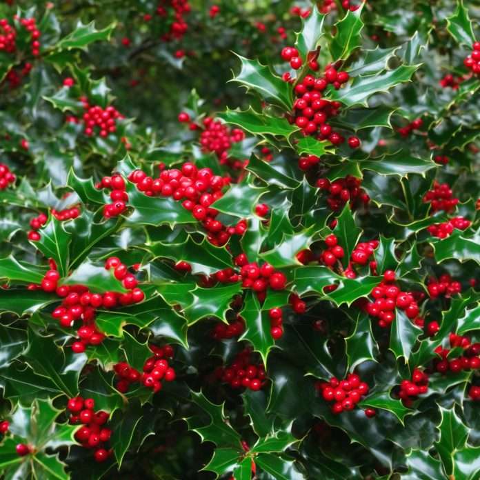 How Tall Can Holly Trees Grow: Maximum Height Guide - Evergreen Seeds