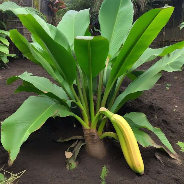 How Tall Do Banana Plants Grow: Maximum Height Guide - Evergreen Seeds