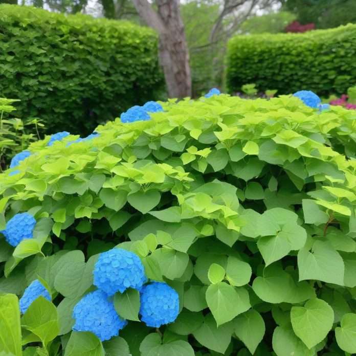 How Tall Do Endless Summer Hydrangeas Grow: Ultimate Size Guide ...