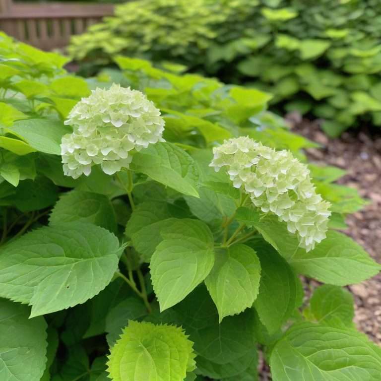 How Tall Do Little Lime Hydrangeas Grow: Ultimate Size Guide ...