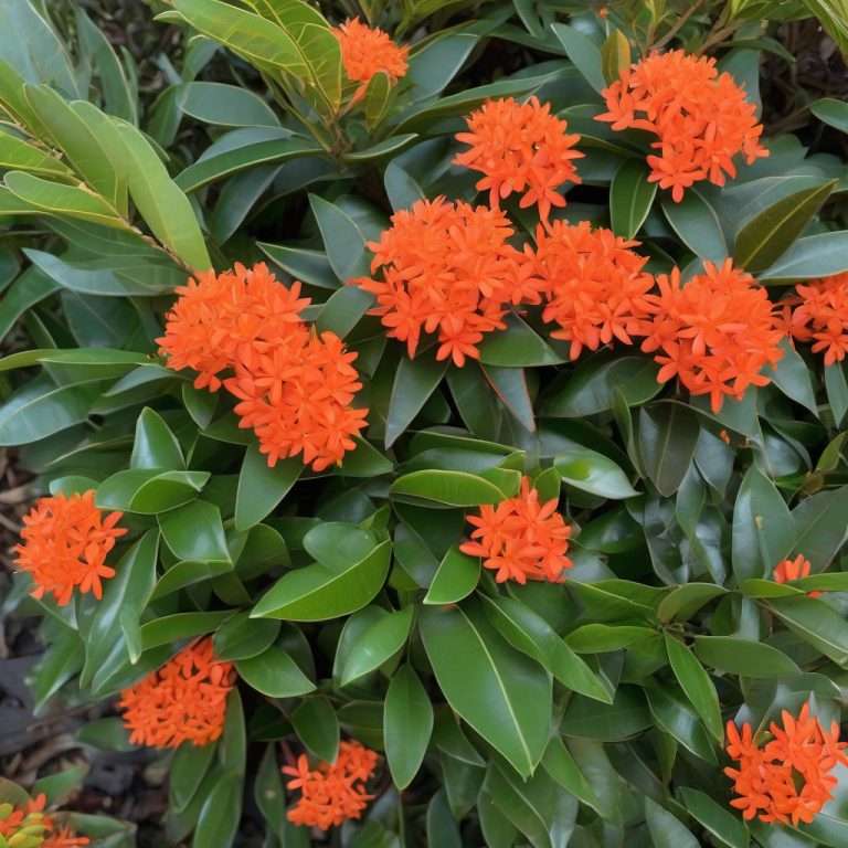 How Tall Does Ixora Grow: Complete Height Guide for Gardeners ...