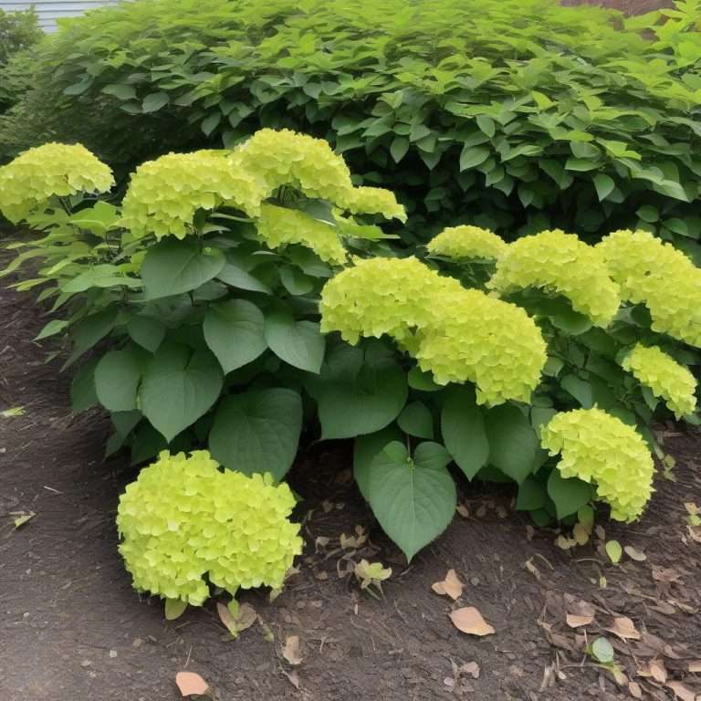 How Tall Does Limelight Hydrangea Grow: Expert Size Guide - Evergreen Seeds