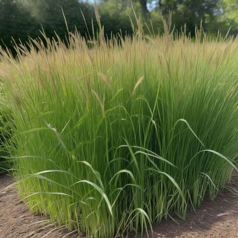 How Tall Will Grass Grow if Uncut: Maximum Height Guide - Evergreen Seeds