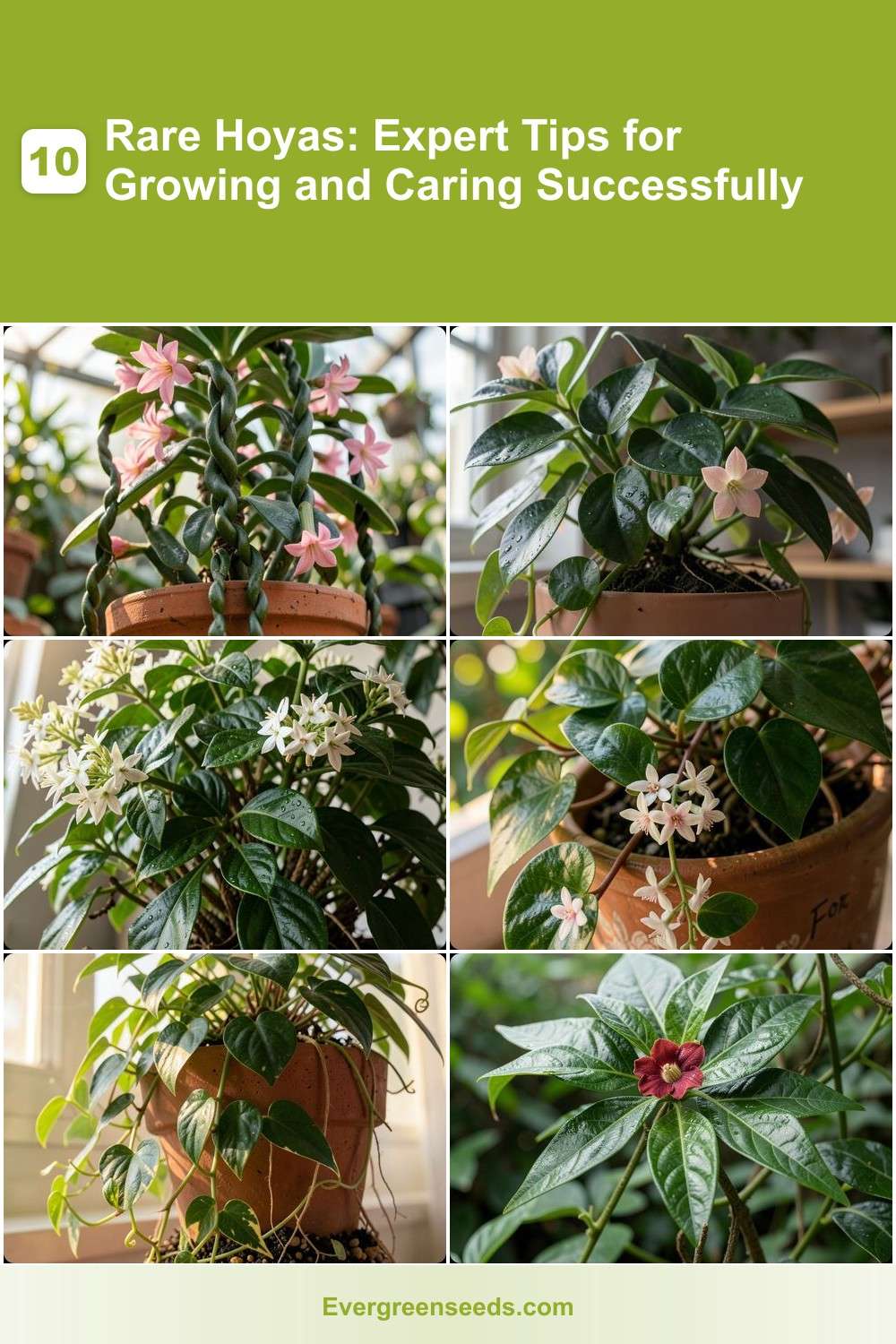 10 Rare Hoyas: Expert Tips for Growing and Caring Successfully ...