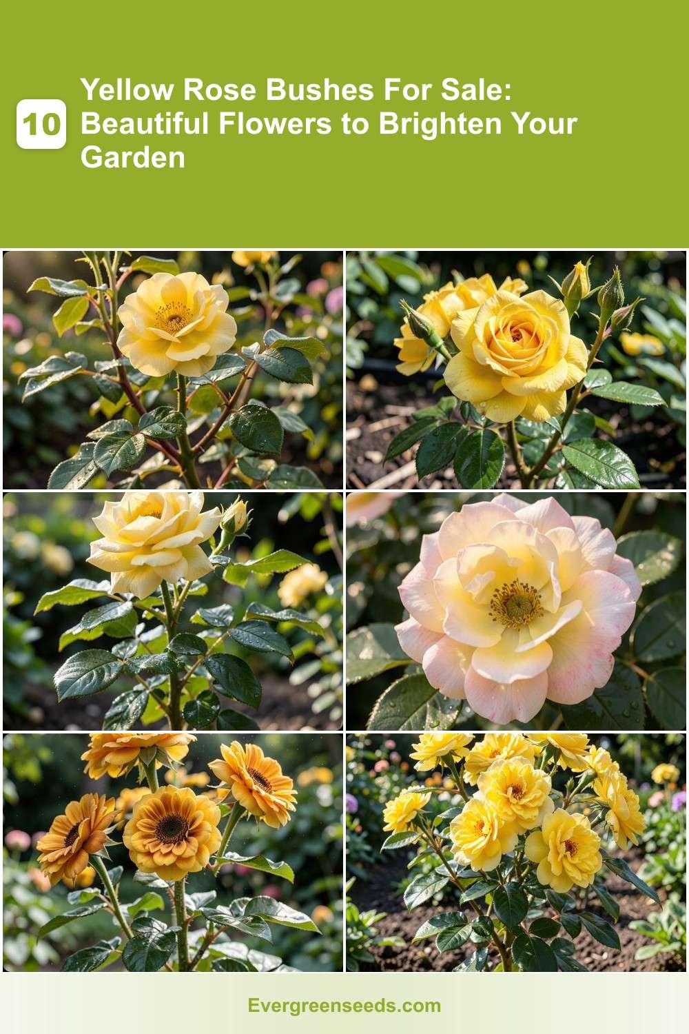 10 Yellow Rose Bushes For Sale: Beautiful Flowers to Brighten Your ...