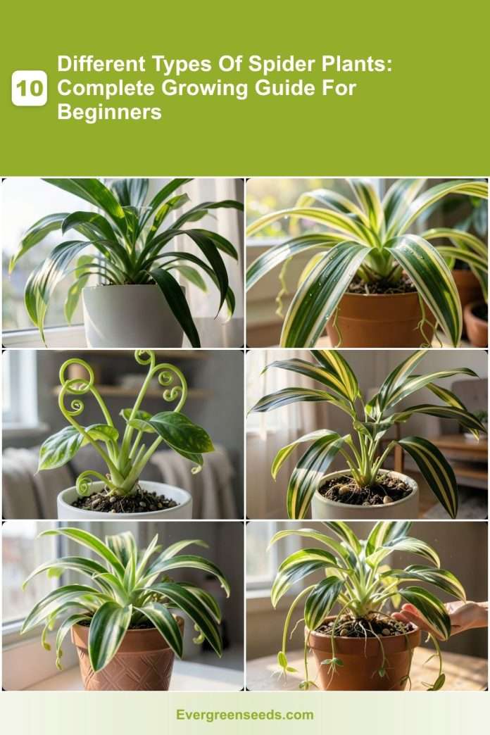 10 Different Types Of Spider Plants: Complete Growing Guide For ...