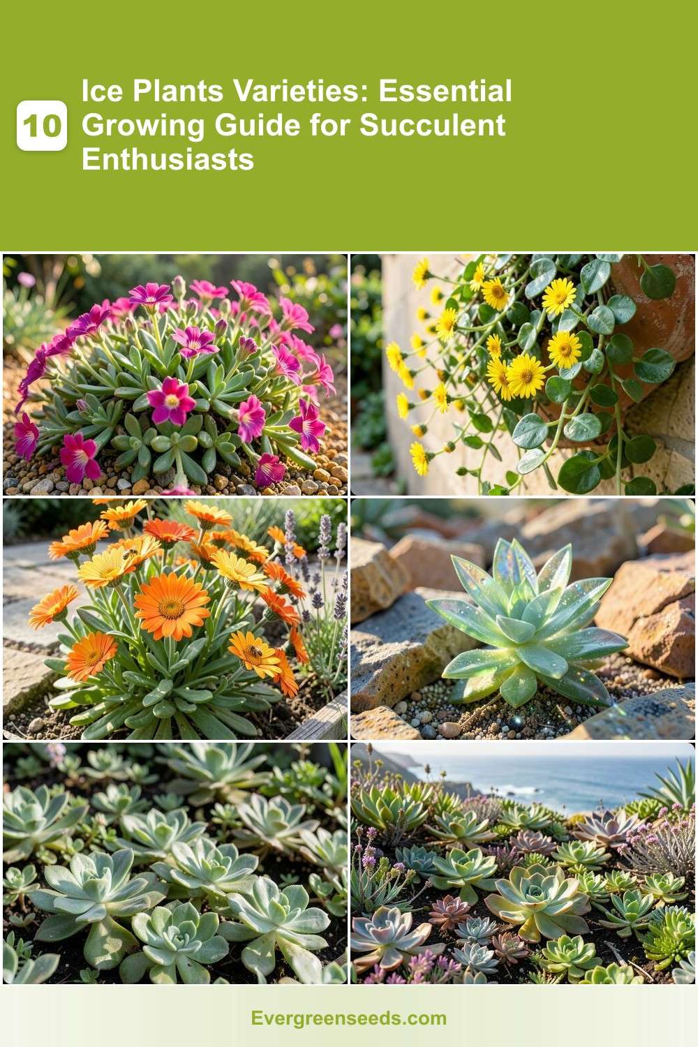 10 Ice Plants Varieties: Essential Growing Guide for Succulent ...