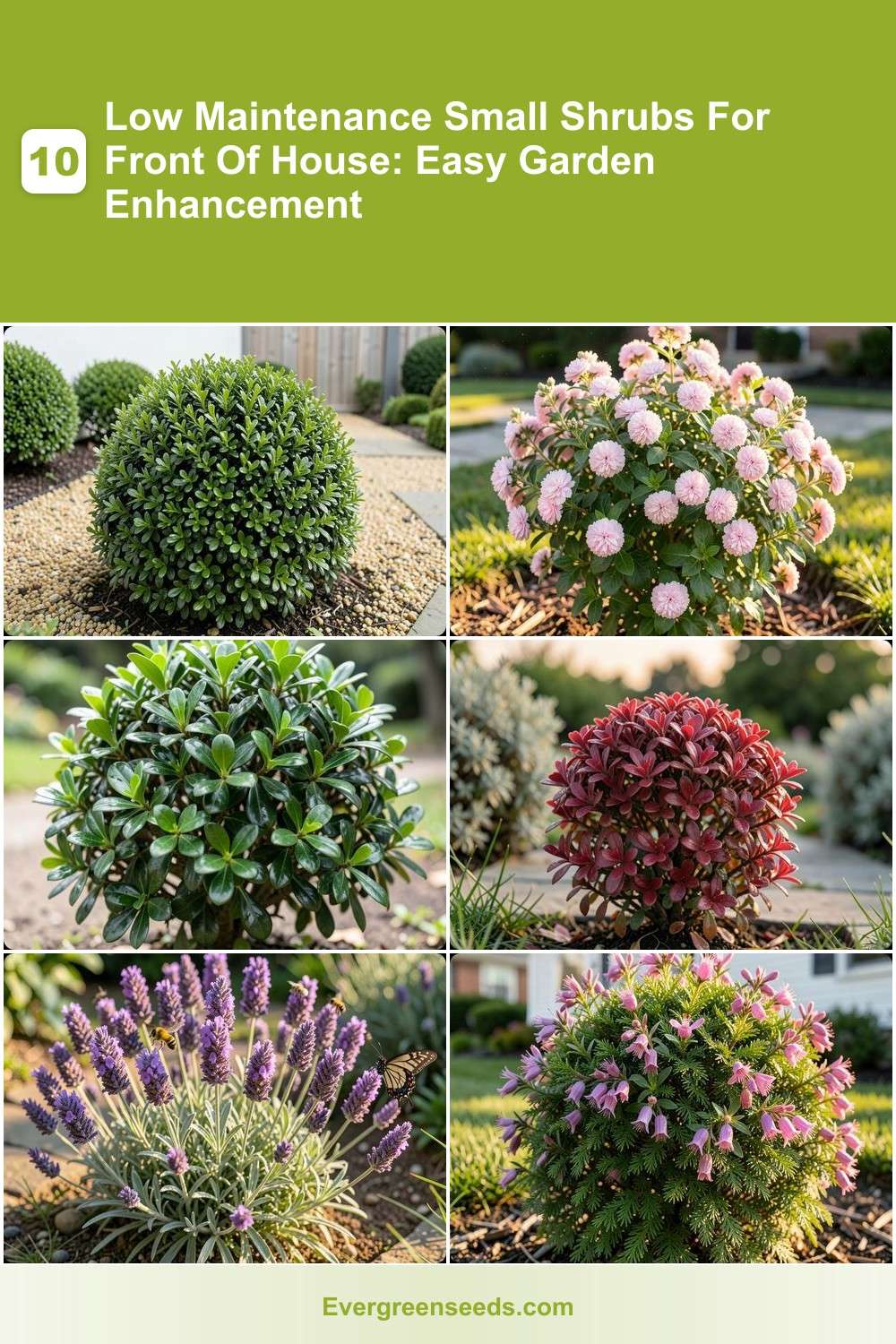 10 Low Maintenance Small Shrubs For Front Of House: Easy Garden ...