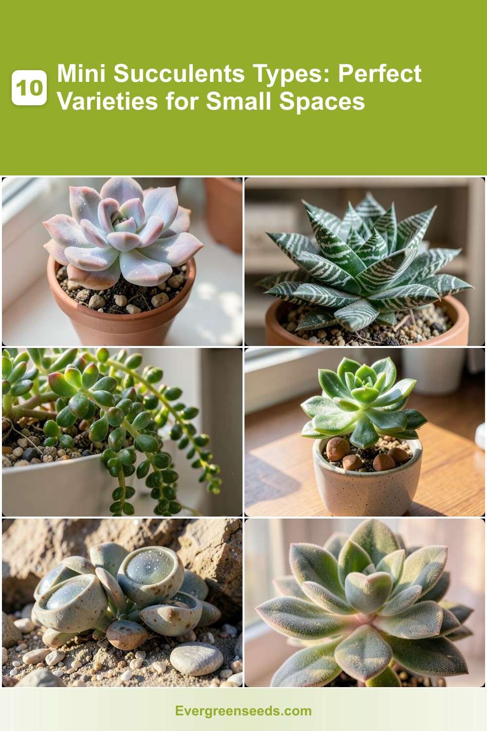 10 Mini Succulents Types: Perfect Varieties for Small Spaces ...
