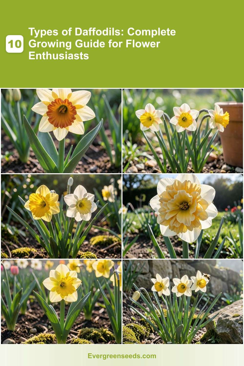 10 Types of Daffodils: Complete Growing Guide for Flower Enthusiasts ...