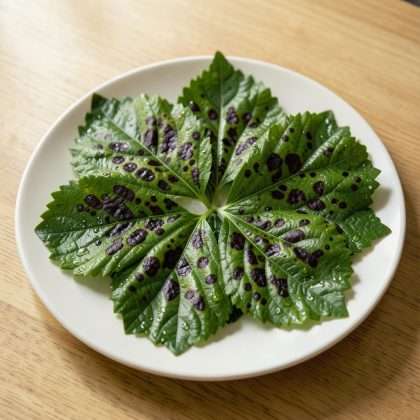 Dark Spots on Hibiscus Leaves: Fungal Causes and Organic Fixes ...