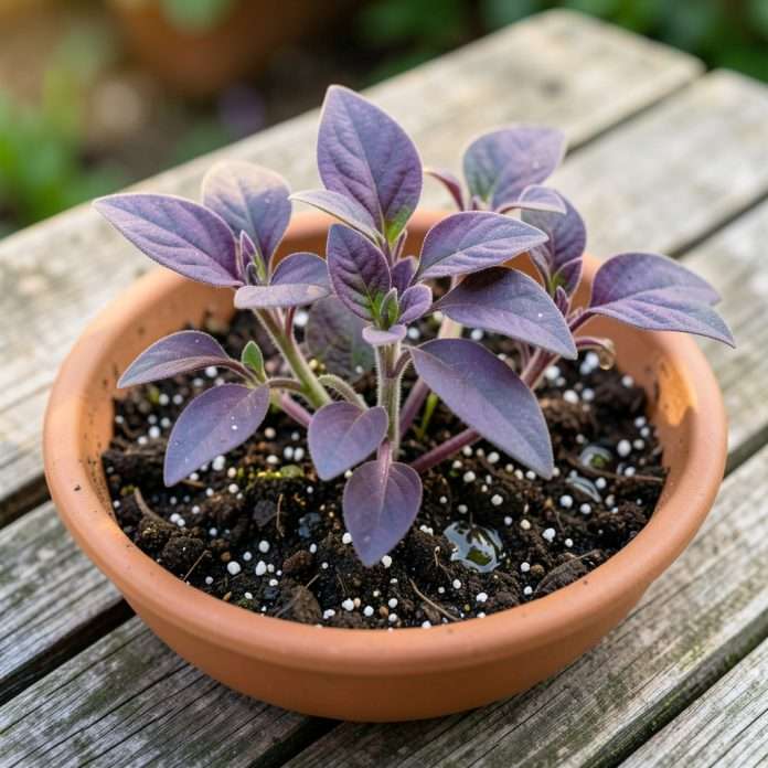Pepper Seedlings Purple Leaves: Phosphorus Deficiency and Rapid Soil ...